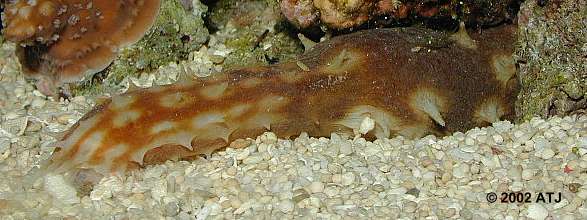 Holothuria hilla after transverse fission in the aquarium. The anterior ...